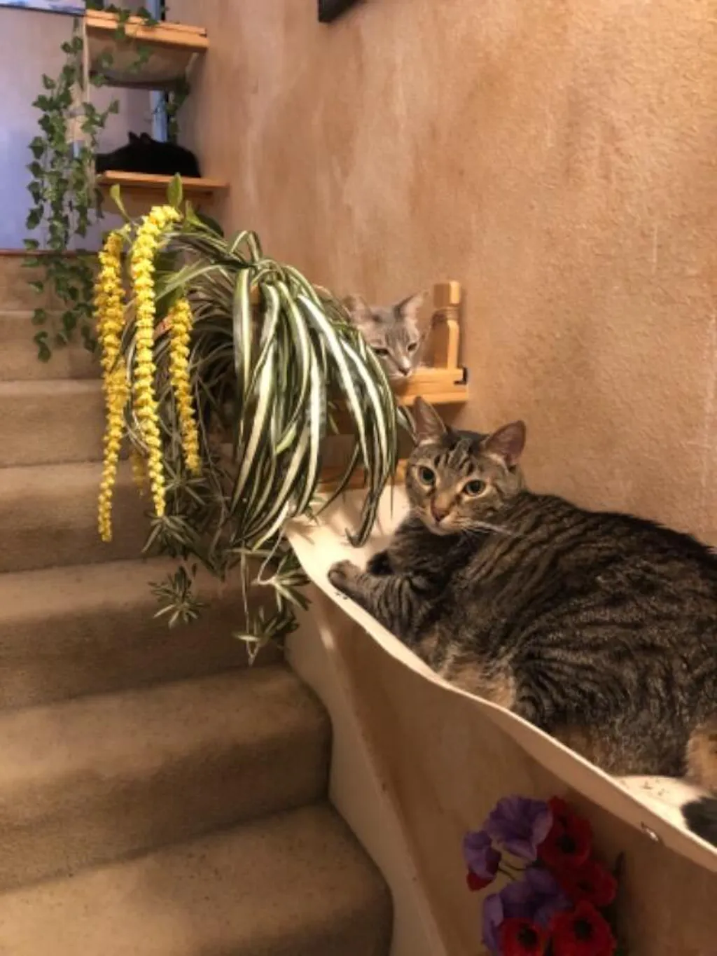 Cat Plant Stand for Wall