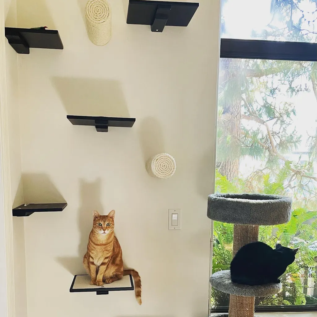 Cat Perch - Wall Mounted and Wooden