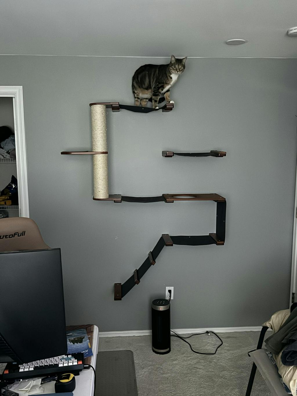 Designing Your Cat Wall | DIY Cat Wall Ideas