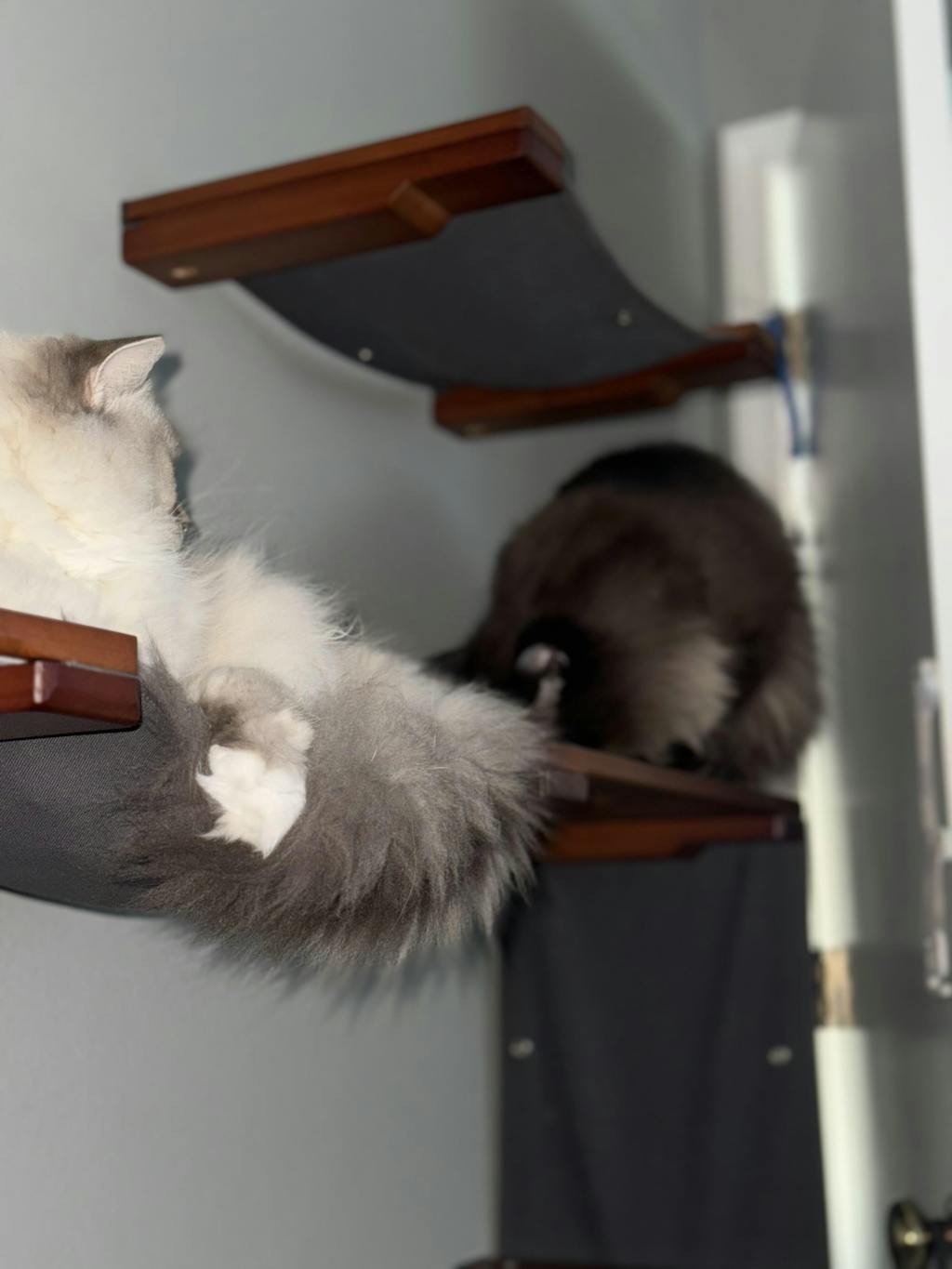 Designing Your Cat Wall | DIY Cat Wall Ideas