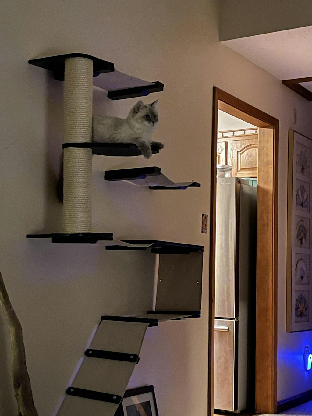 Designing Your Cat Wall | DIY Cat Wall Ideas
