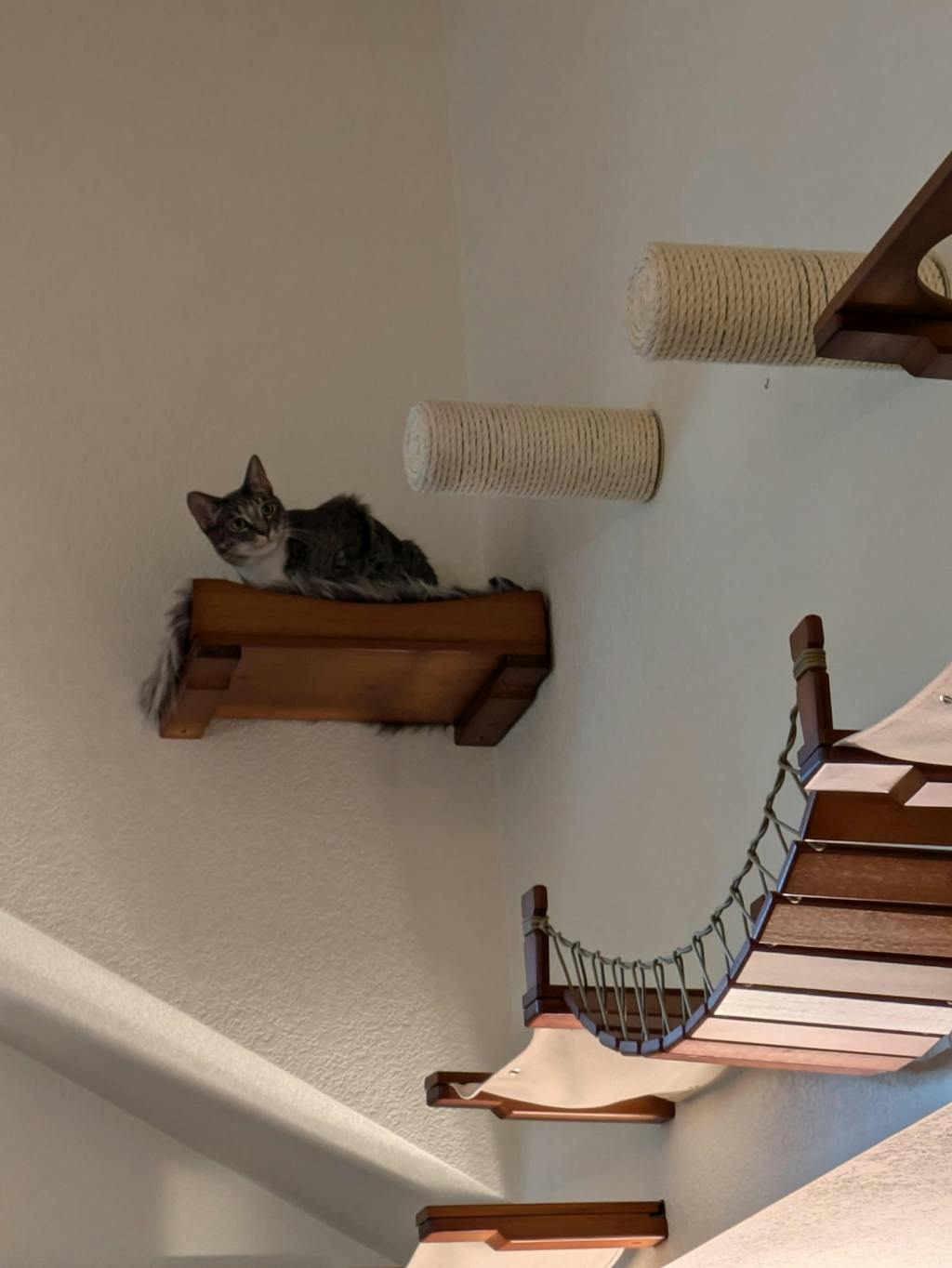 Designing Your Cat Wall | DIY Cat Wall Ideas