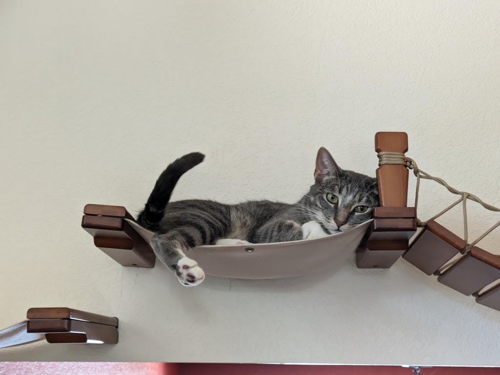 Designing Your Cat Wall | DIY Cat Wall Ideas