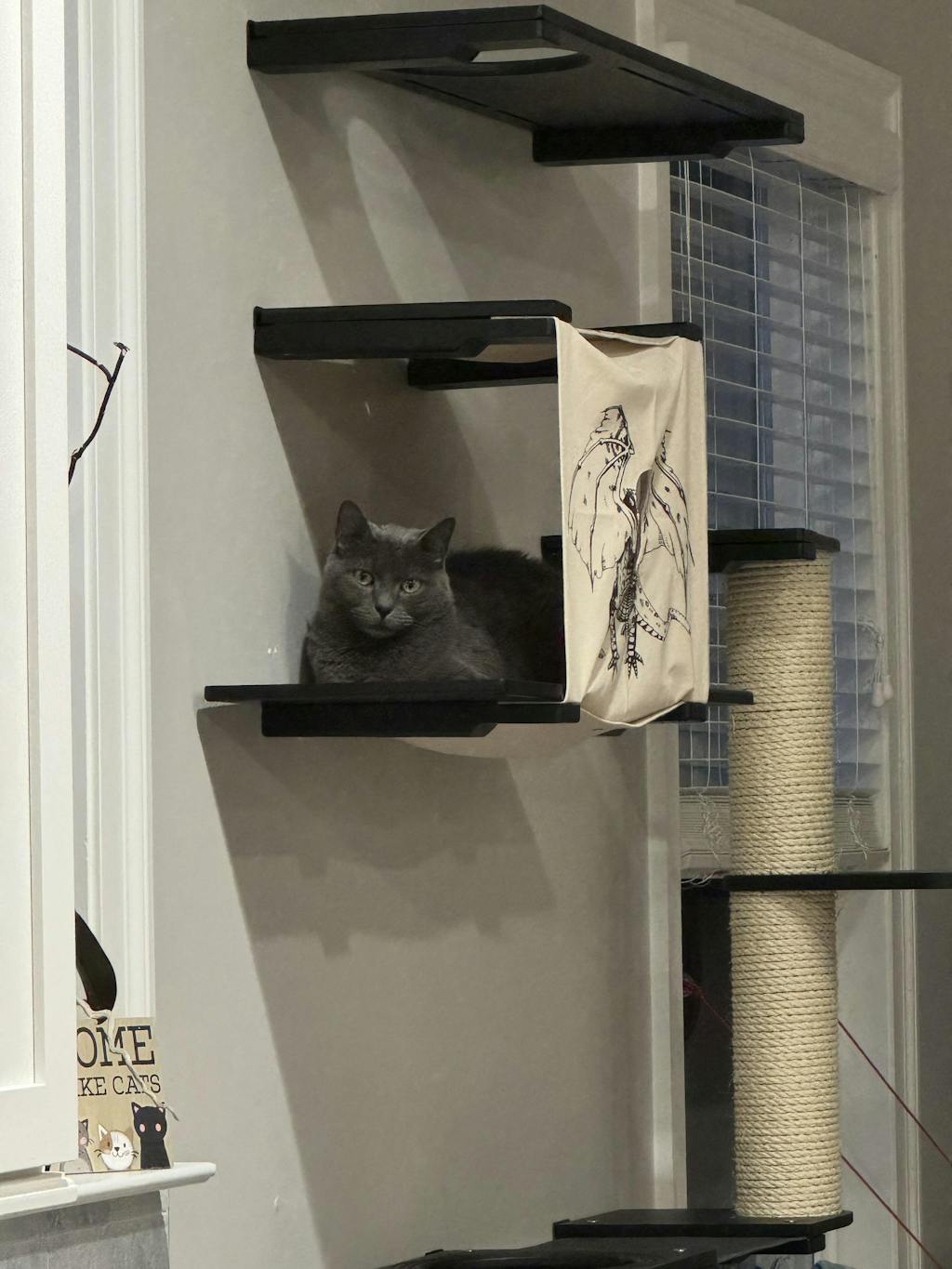 Designing Your Cat Wall | DIY Cat Wall Ideas