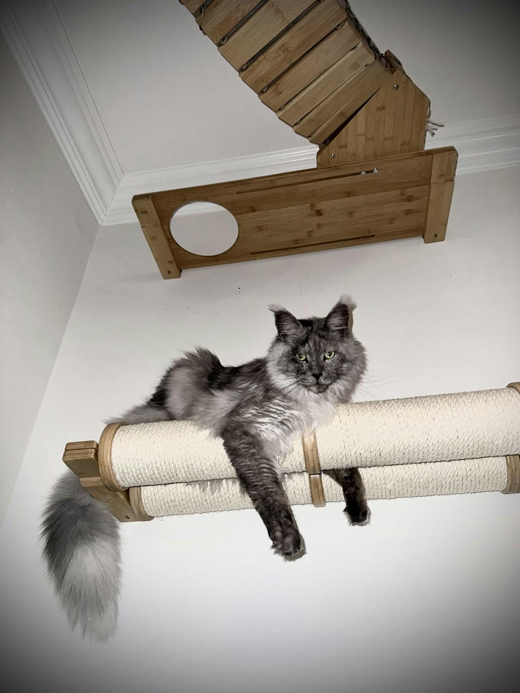 Designing Your Cat Wall | DIY Cat Wall Ideas