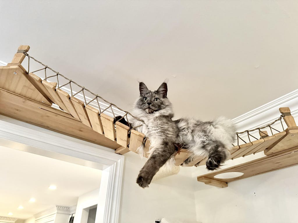 Designing Your Cat Wall | DIY Cat Wall Ideas