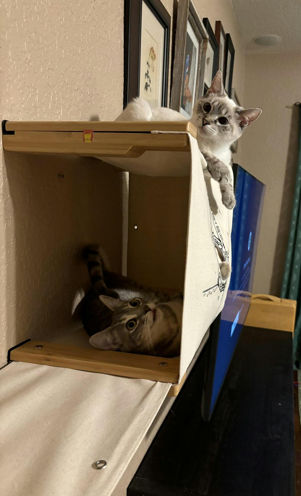 Designing Your Cat Wall | DIY Cat Wall Ideas