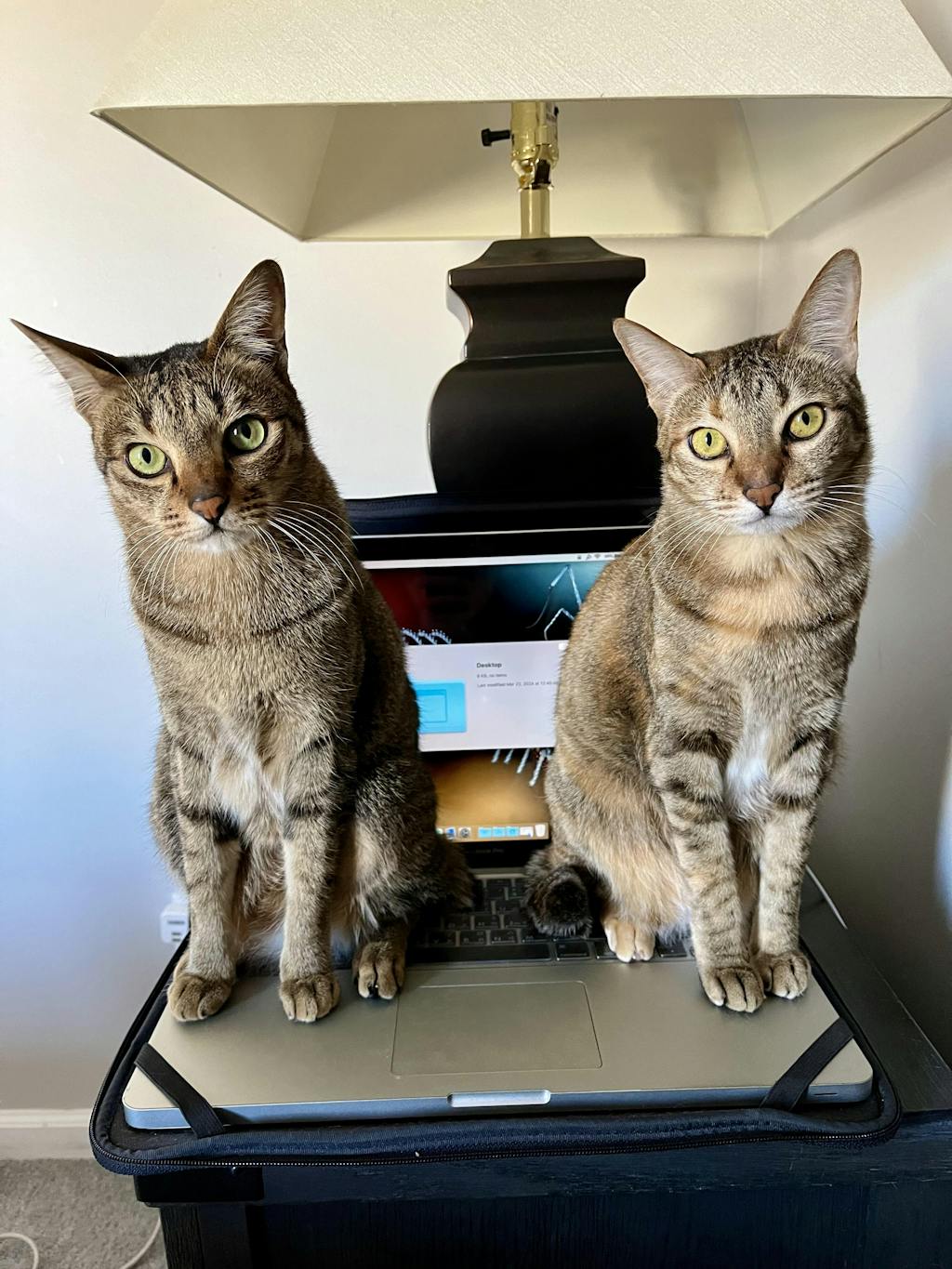 Cat Barrier for Stairs | DIY Stairway Safety for Cats