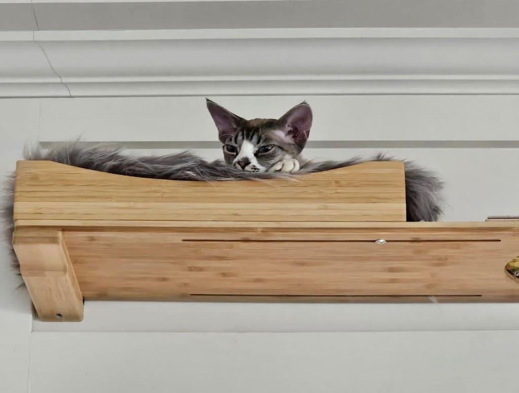 Designing Your Cat Wall | DIY Cat Wall Ideas