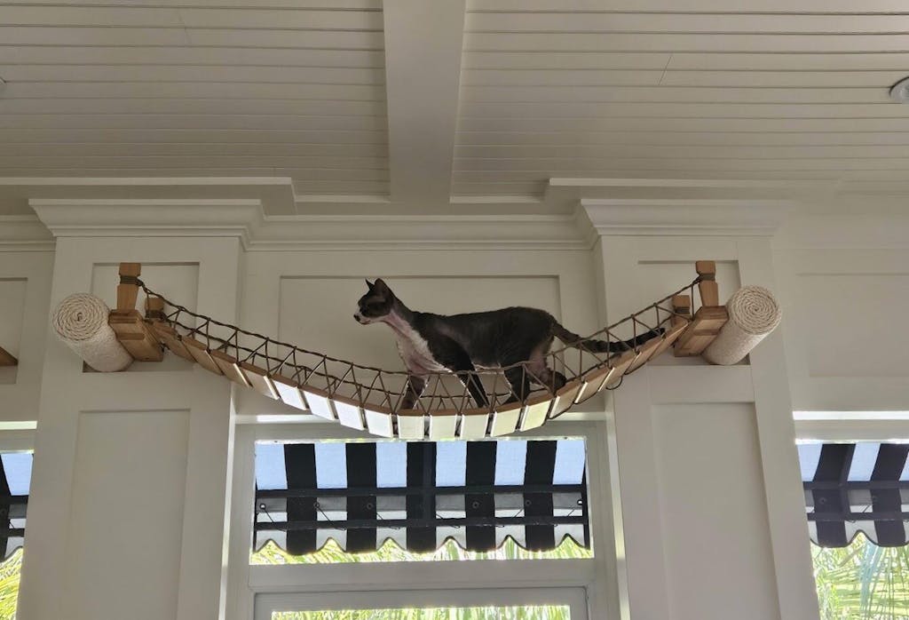 Designing Your Cat Wall | DIY Cat Wall Ideas