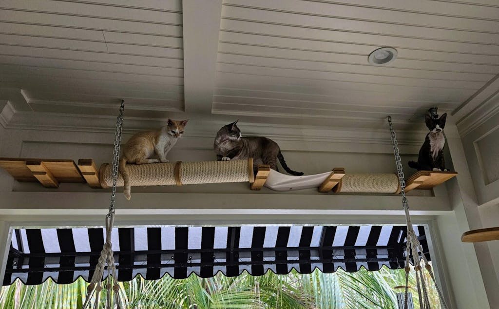 Designing Your Cat Wall | DIY Cat Wall Ideas