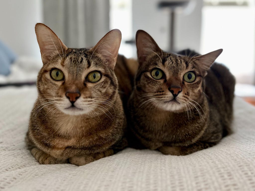 Slanted Cat Scratcher for Wall