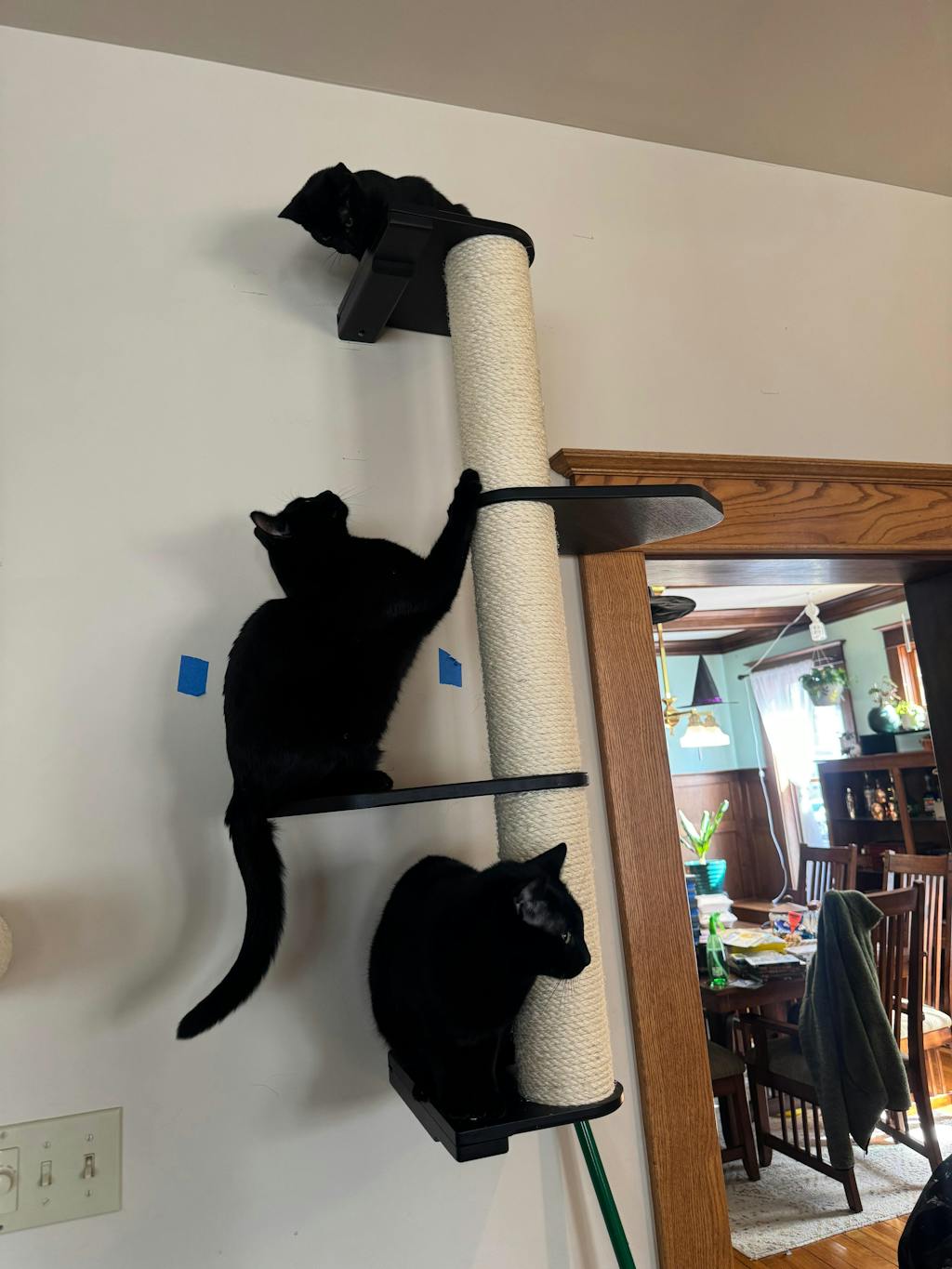 Designing Your Cat Wall | DIY Cat Wall Ideas