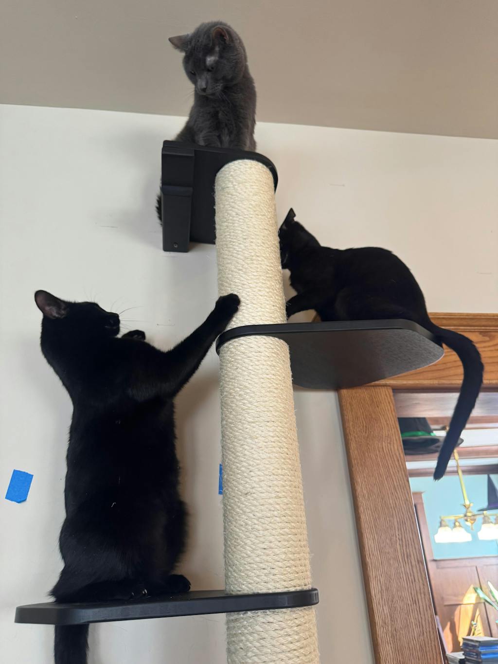 Designing Your Cat Wall | DIY Cat Wall Ideas