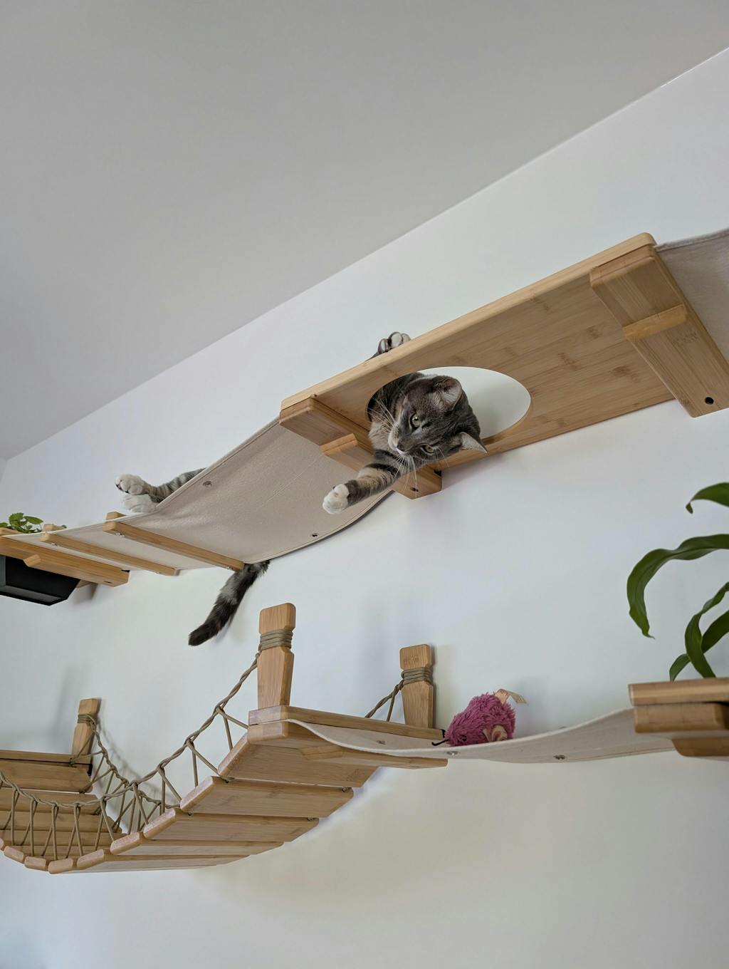 Cat Wall Climbing Systems - A Cat Obstacle Course