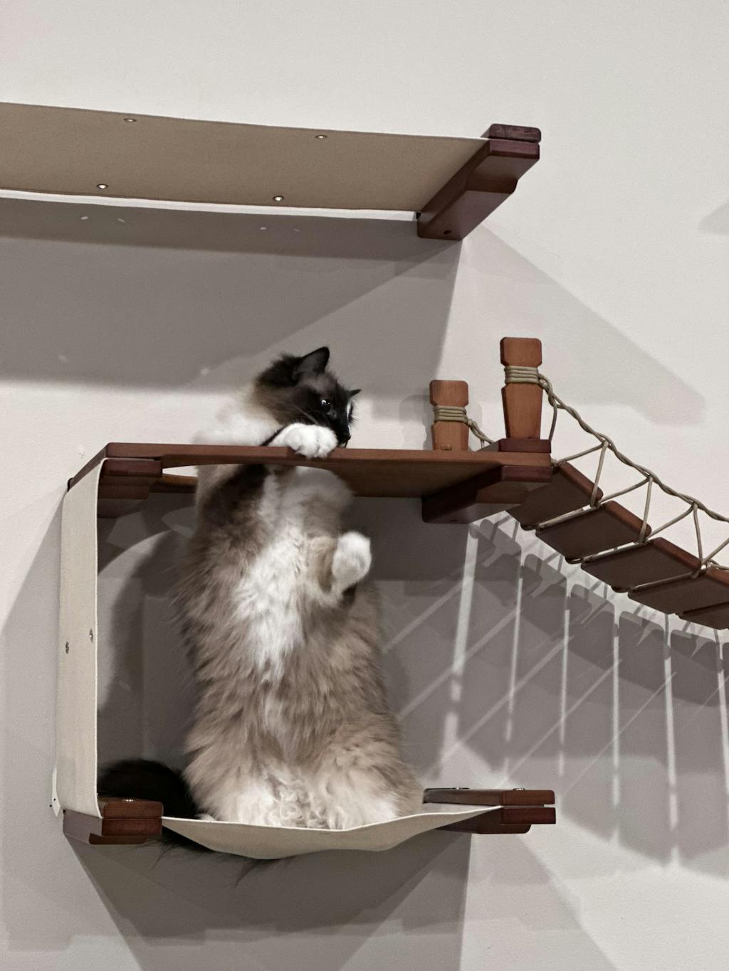 Designing Your Cat Wall | DIY Cat Wall Ideas