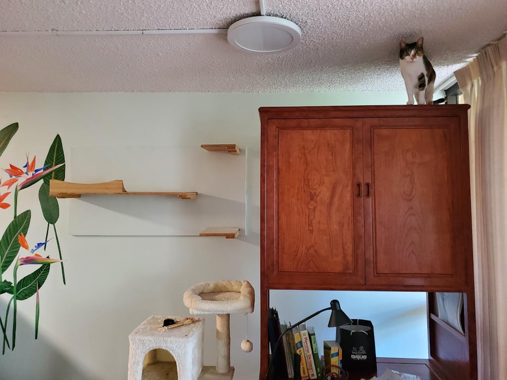 Designing Your Cat Wall | DIY Cat Wall Ideas