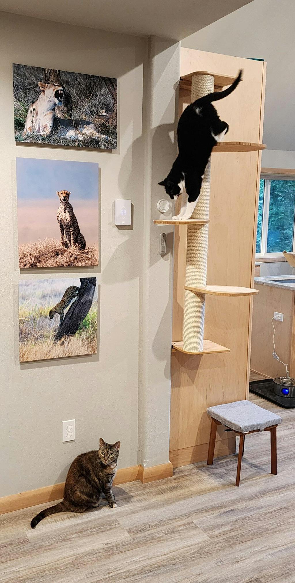 Cat Wall Climbing Systems - A Cat Obstacle Course