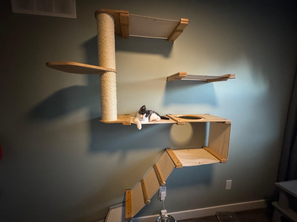 Cat Wall Climbing Systems - A Cat Obstacle Course
