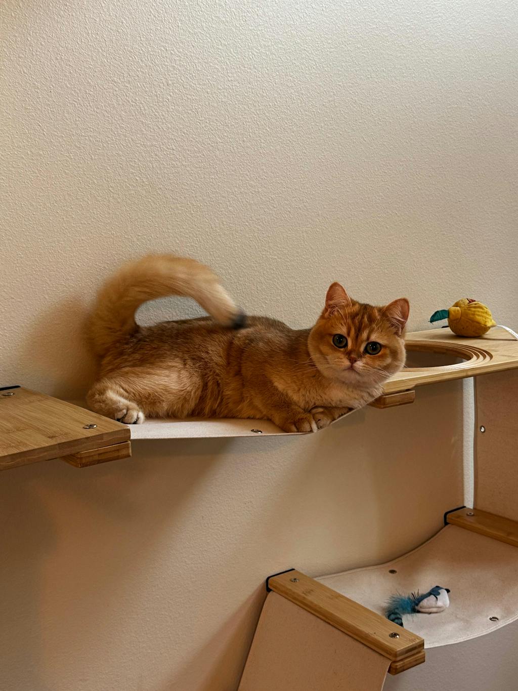 DIY Catio Guide: Build Your Own DIY Outdoor Cat Enclosure