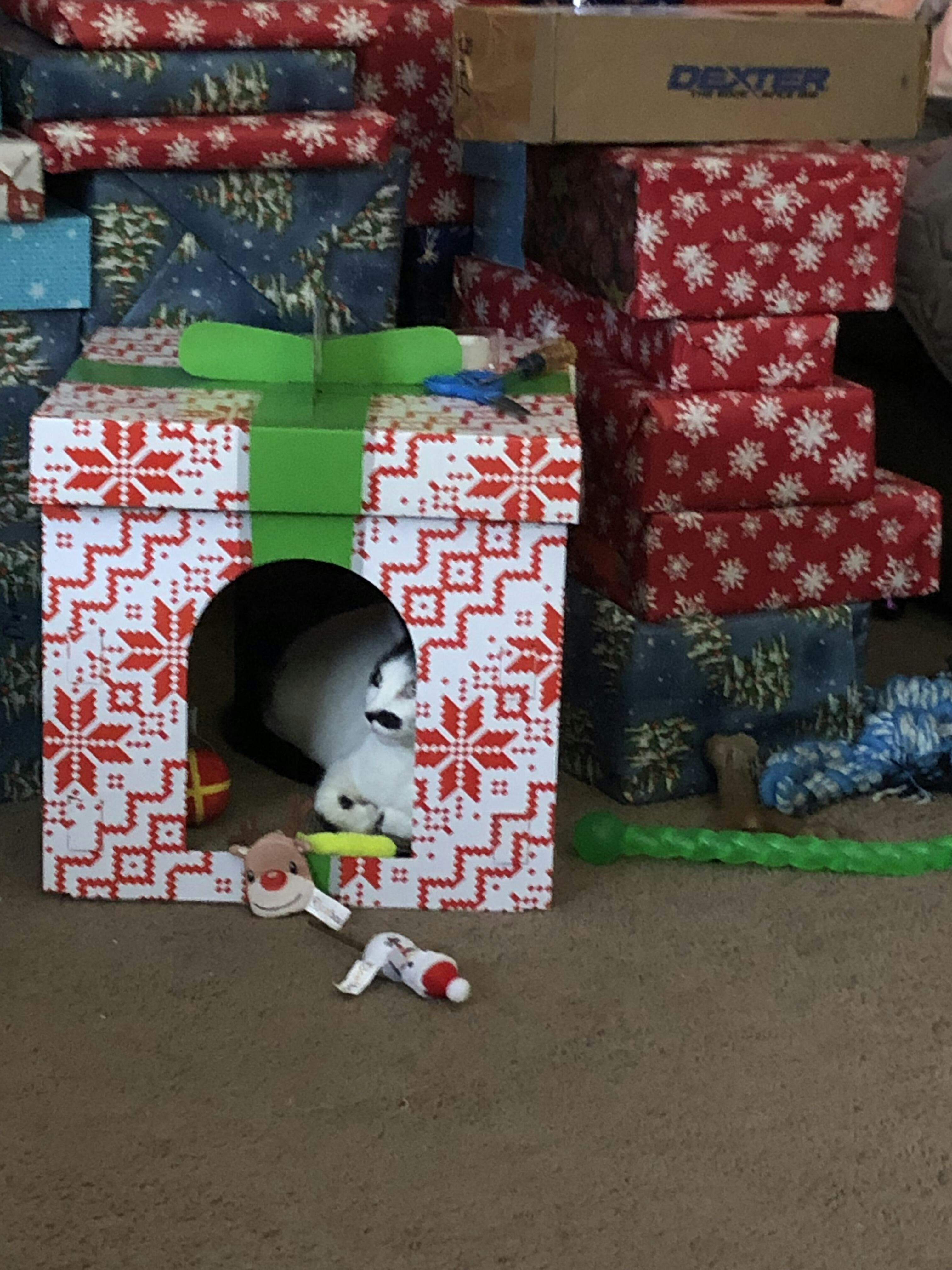 catbox: Toys & Treats For Cats With A Fun Theme In Each Box! – CatBox