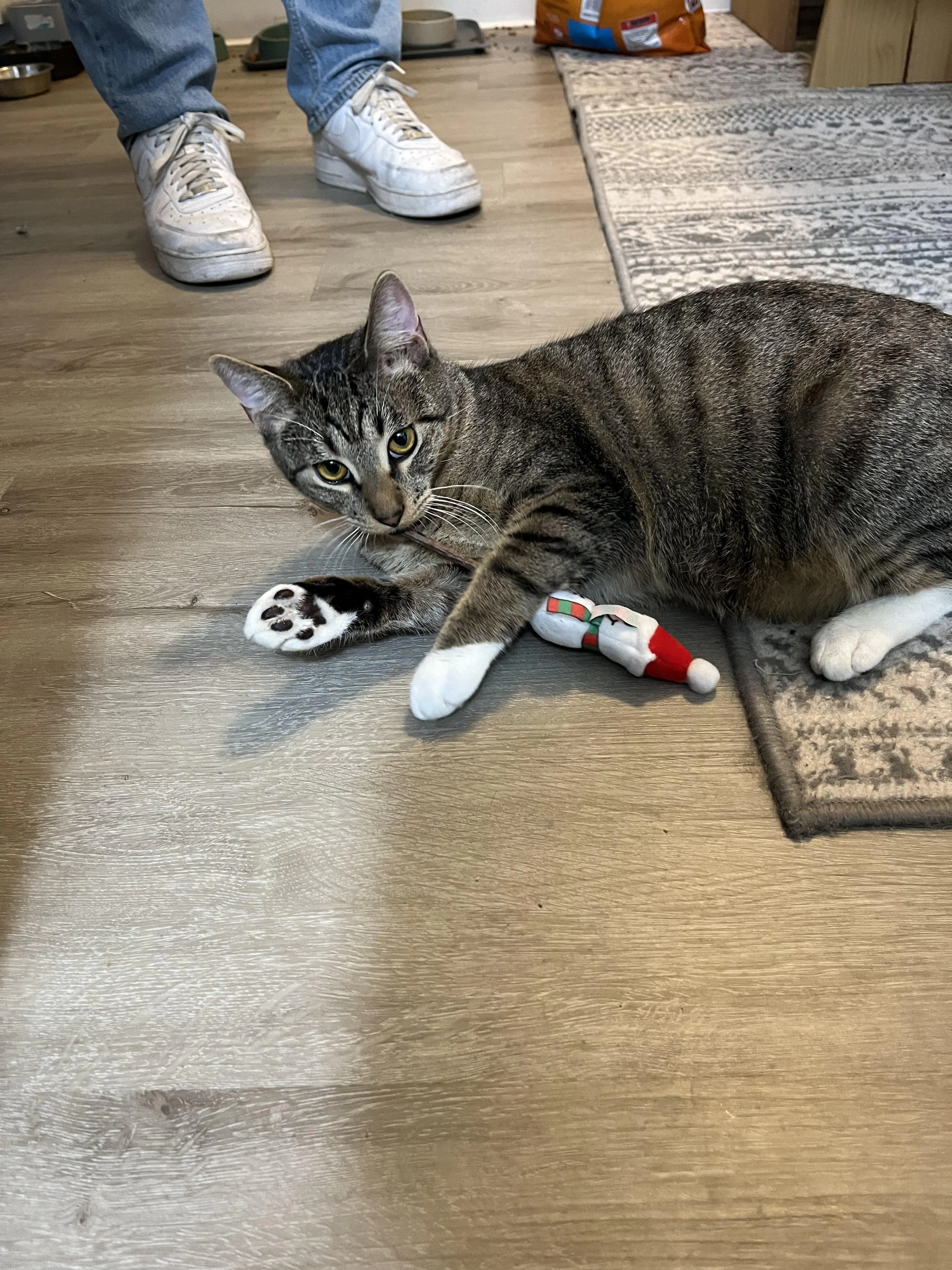 catbox: Toys & Treats For Cats With A Fun Theme In Each Box! – CatBox
