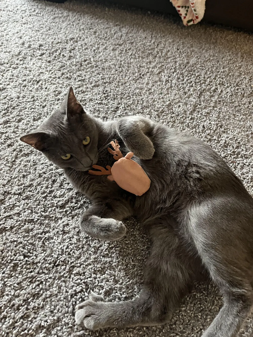 catbox: Toys & Treats For Cats With A Fun Theme In Each Box! – CatBox