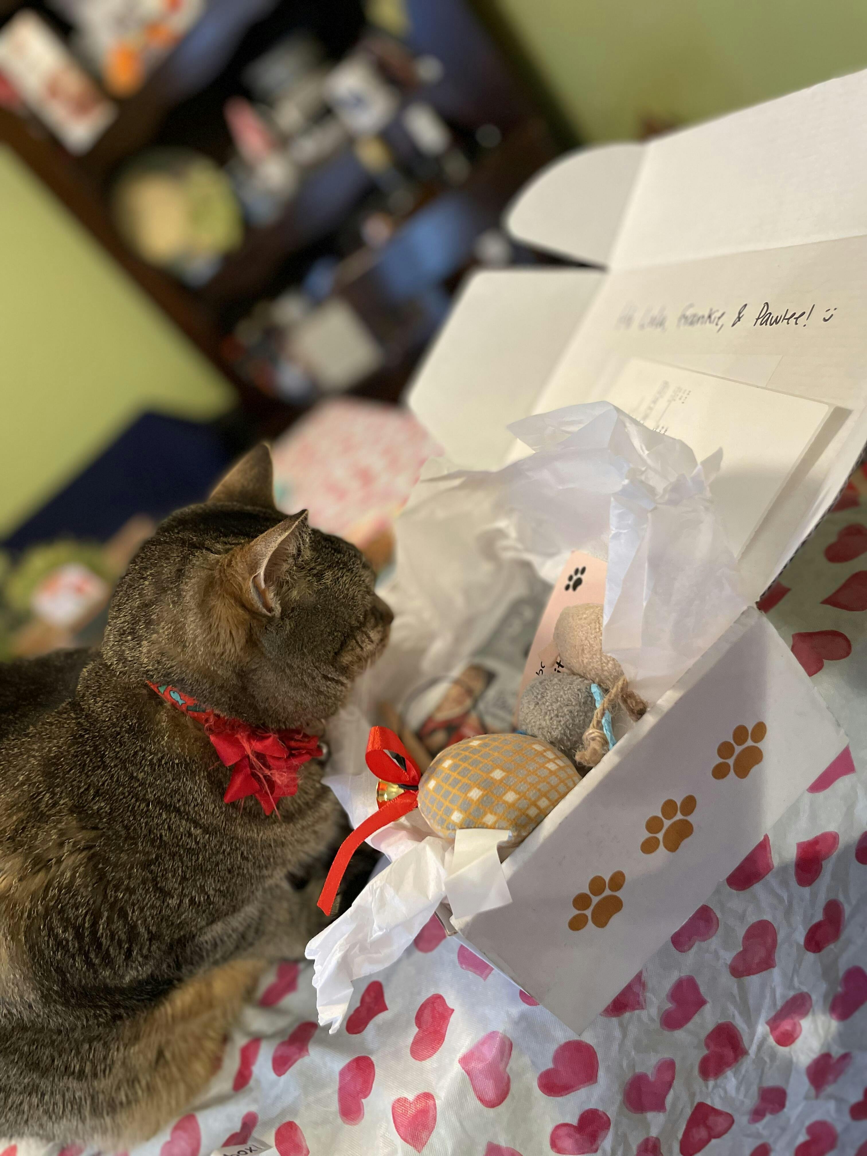 catbox: Toys & Treats For Cats With A Fun Theme In Each Box! – CatBox