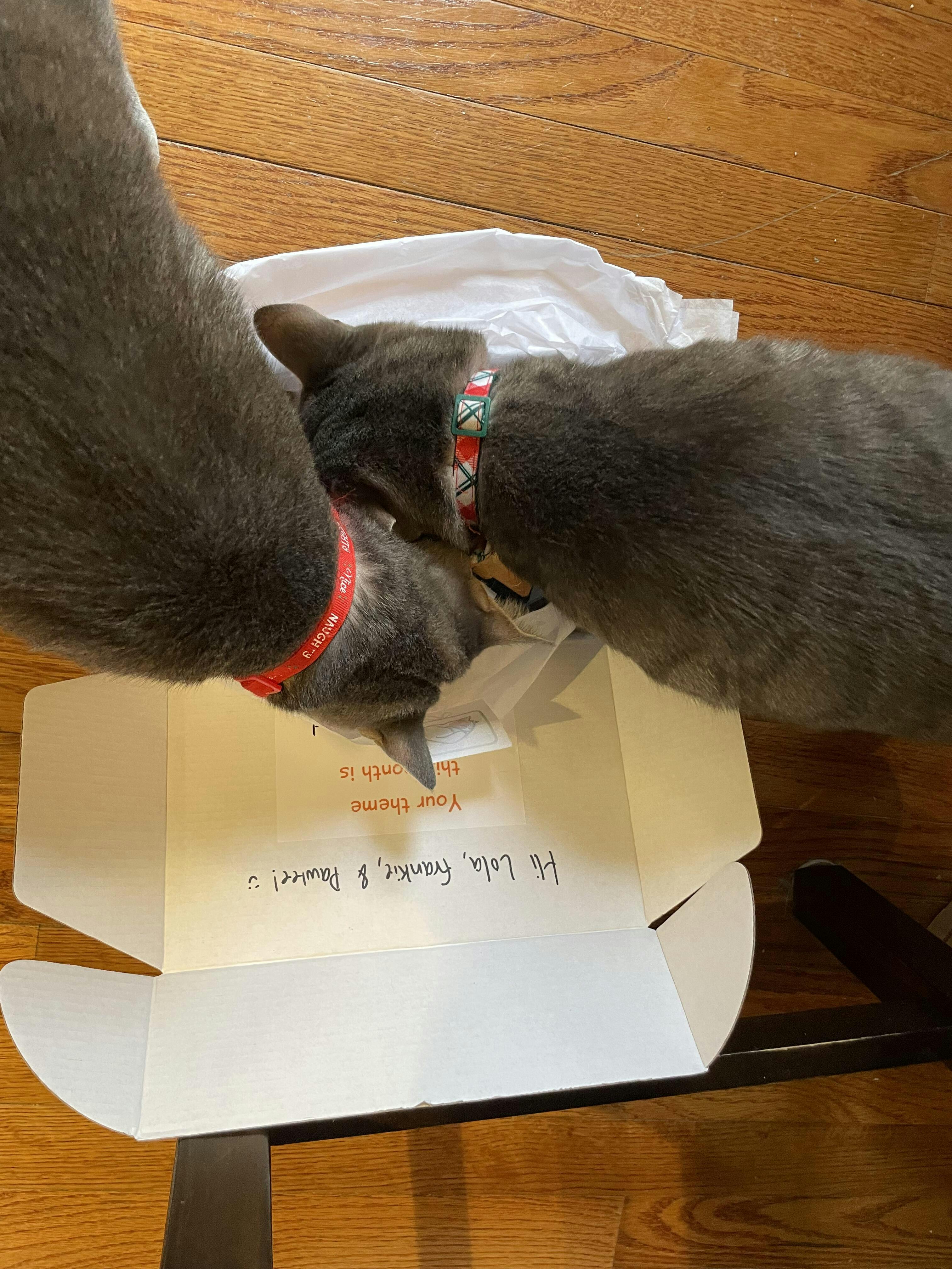 catbox: Toys & Treats For Cats With A Fun Theme In Each Box! – CatBox