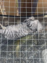 Cat Corner Hammock Kit | Cat Nets – Catnets