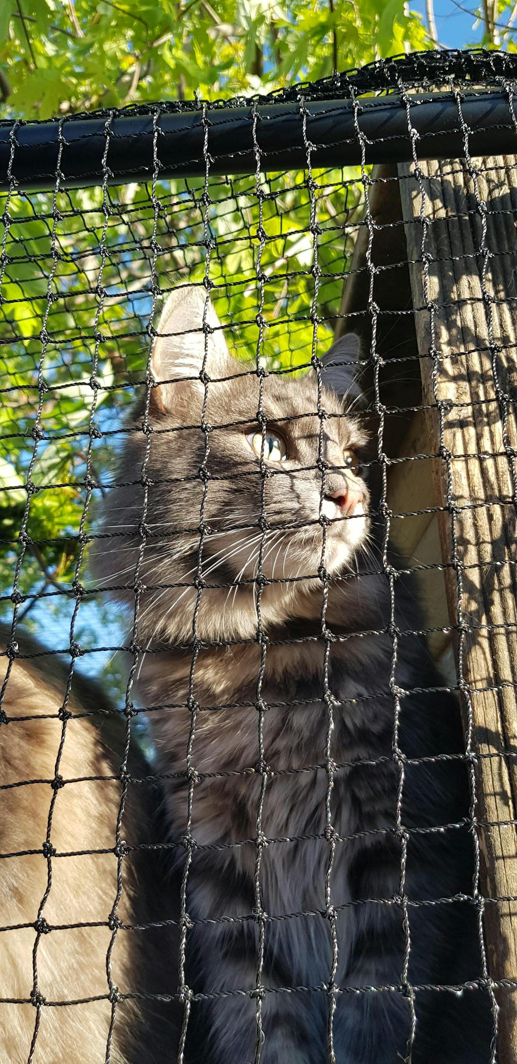 Double Size 3.6m Freestanding Cat Enclosure | Cat Nets – Catnets