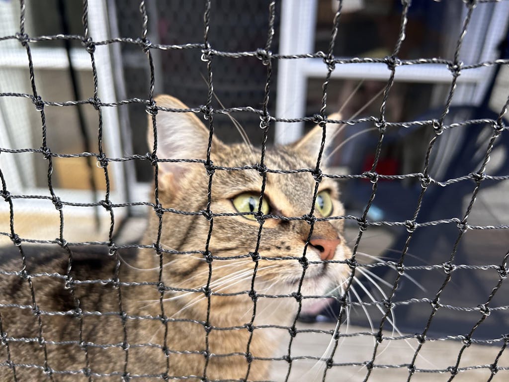 Single Size 1.8m Freestanding Cat Enclosure – Catnets