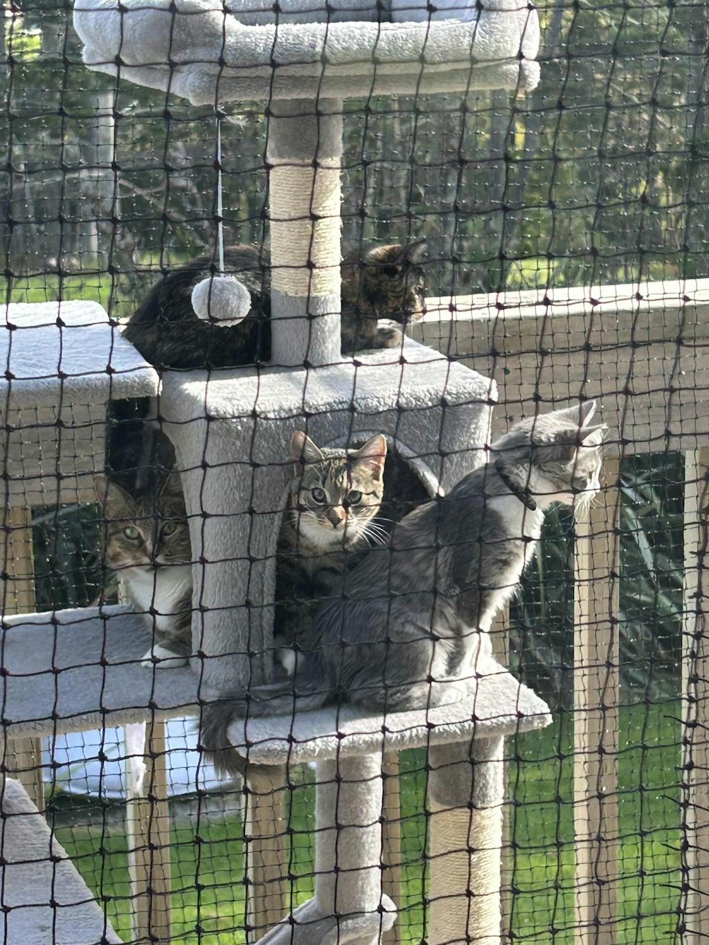 Double Size 3.6m Freestanding Cat Enclosure – Catnets