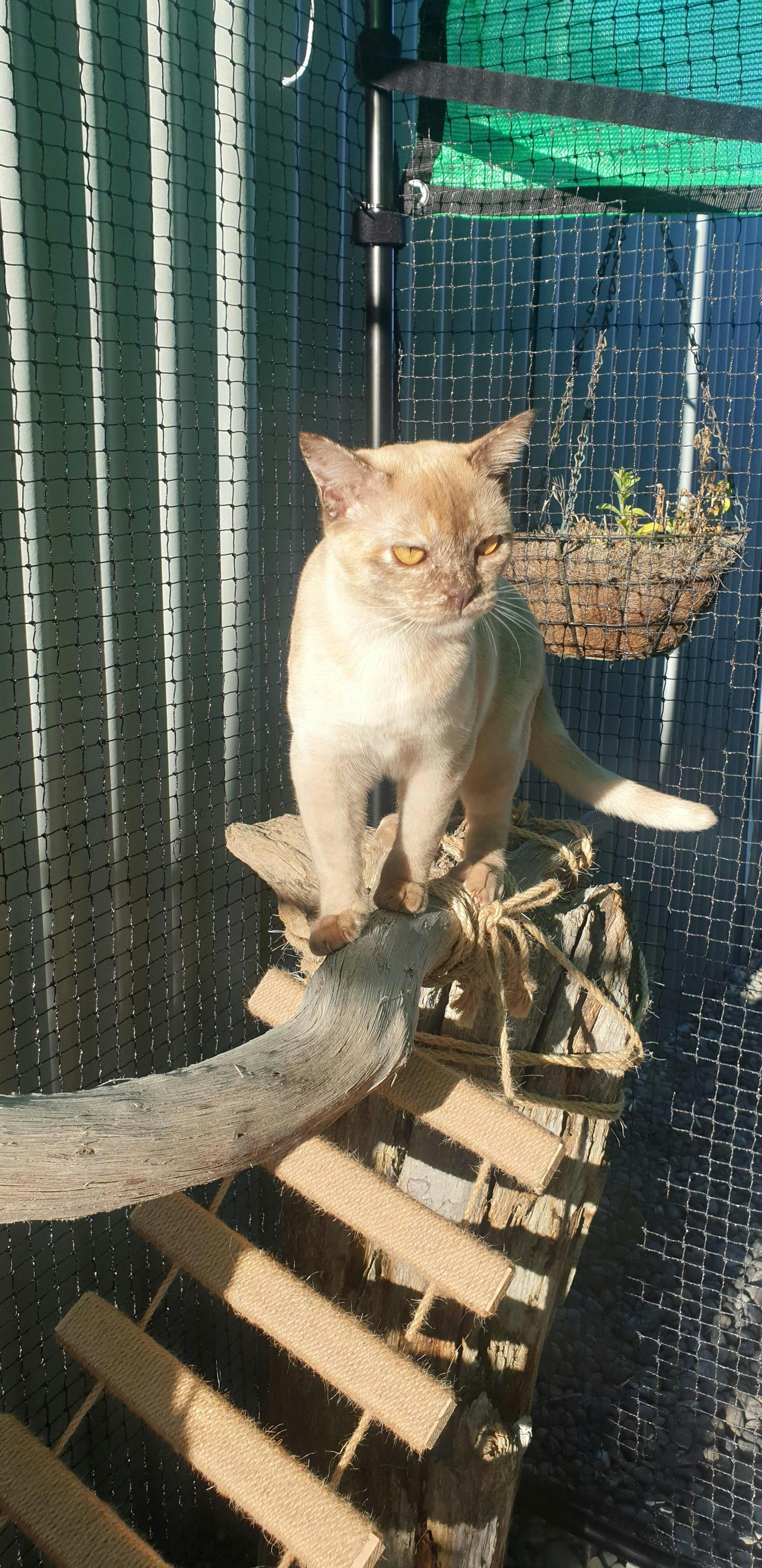 Double Size 3.6m Freestanding Cat Enclosure – Catnets