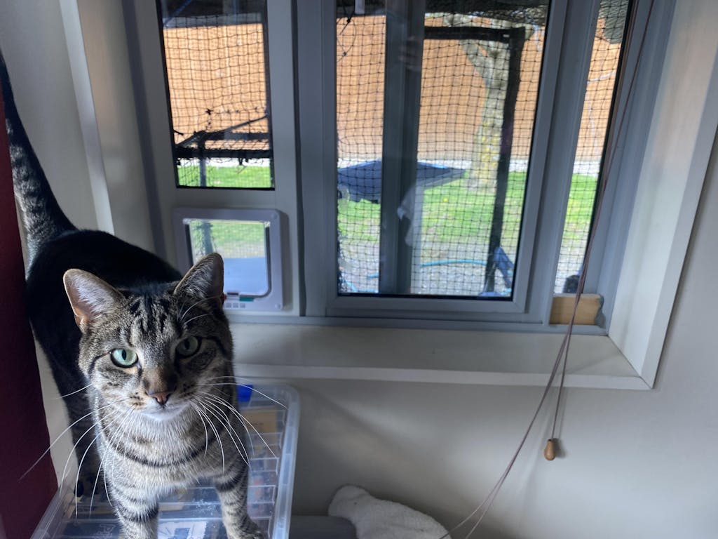 Premium Portable Cat Enclosure Double 3.6m – Catnets