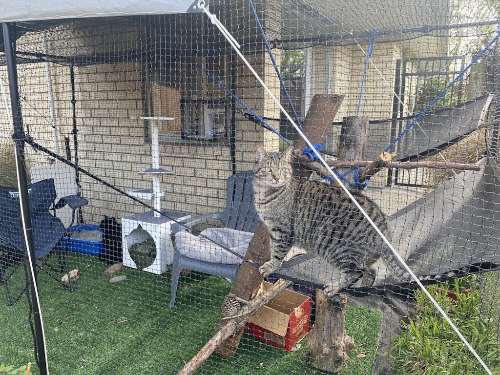 Premium Portable Cat Enclosure Double 3.6m – Catnets