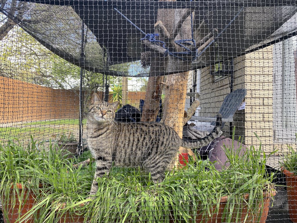 Premium Portable Cat Enclosure Double 3.6m – Catnets