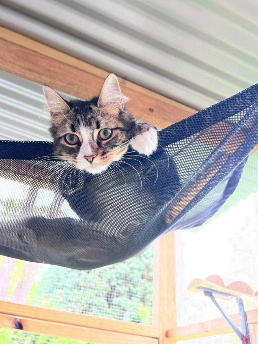 Cat Corner Hammock Kit | Cat Nets – Catnets