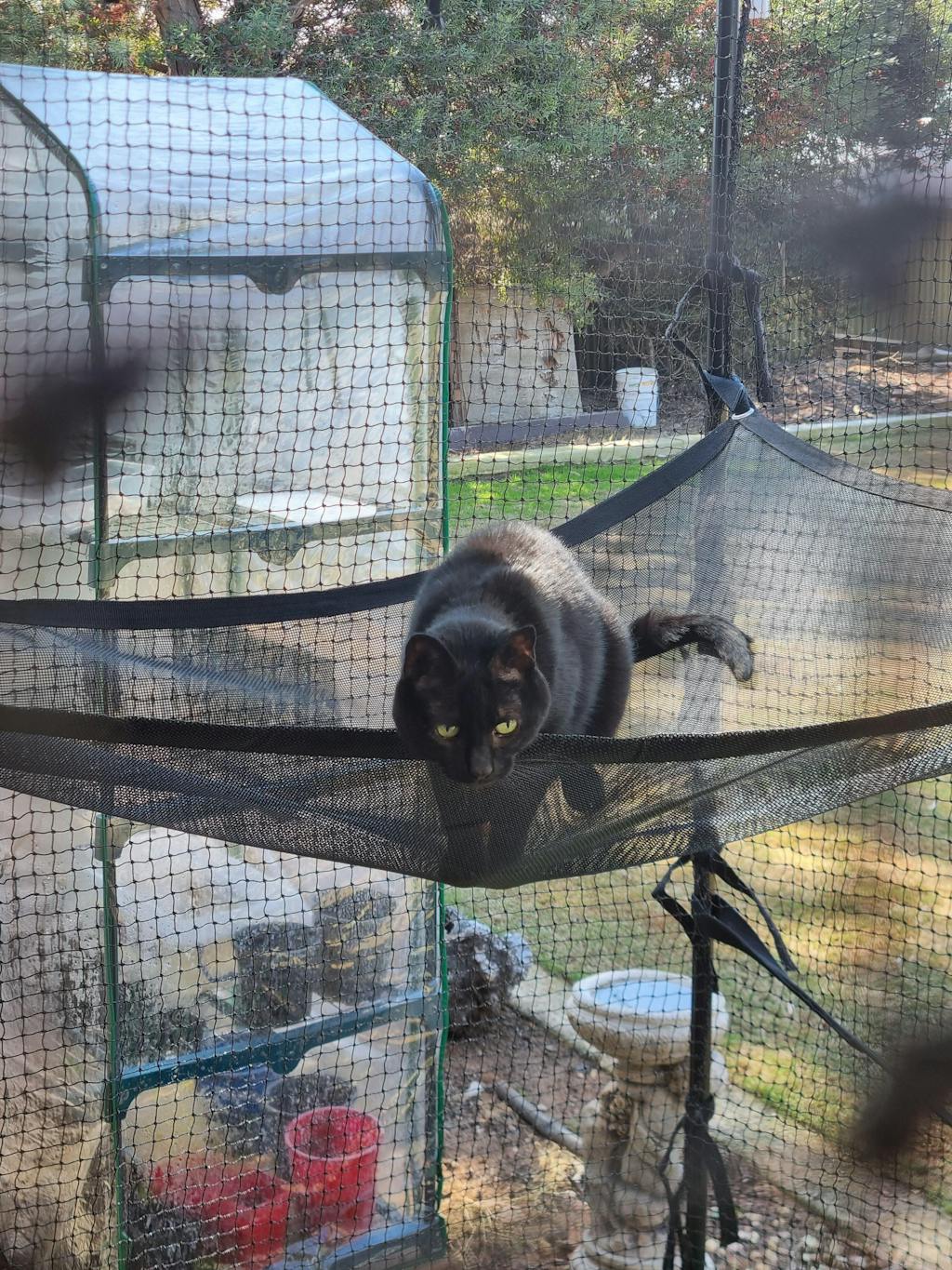 Double Size 3.6m Freestanding Cat Enclosure | Cat Nets – Catnets