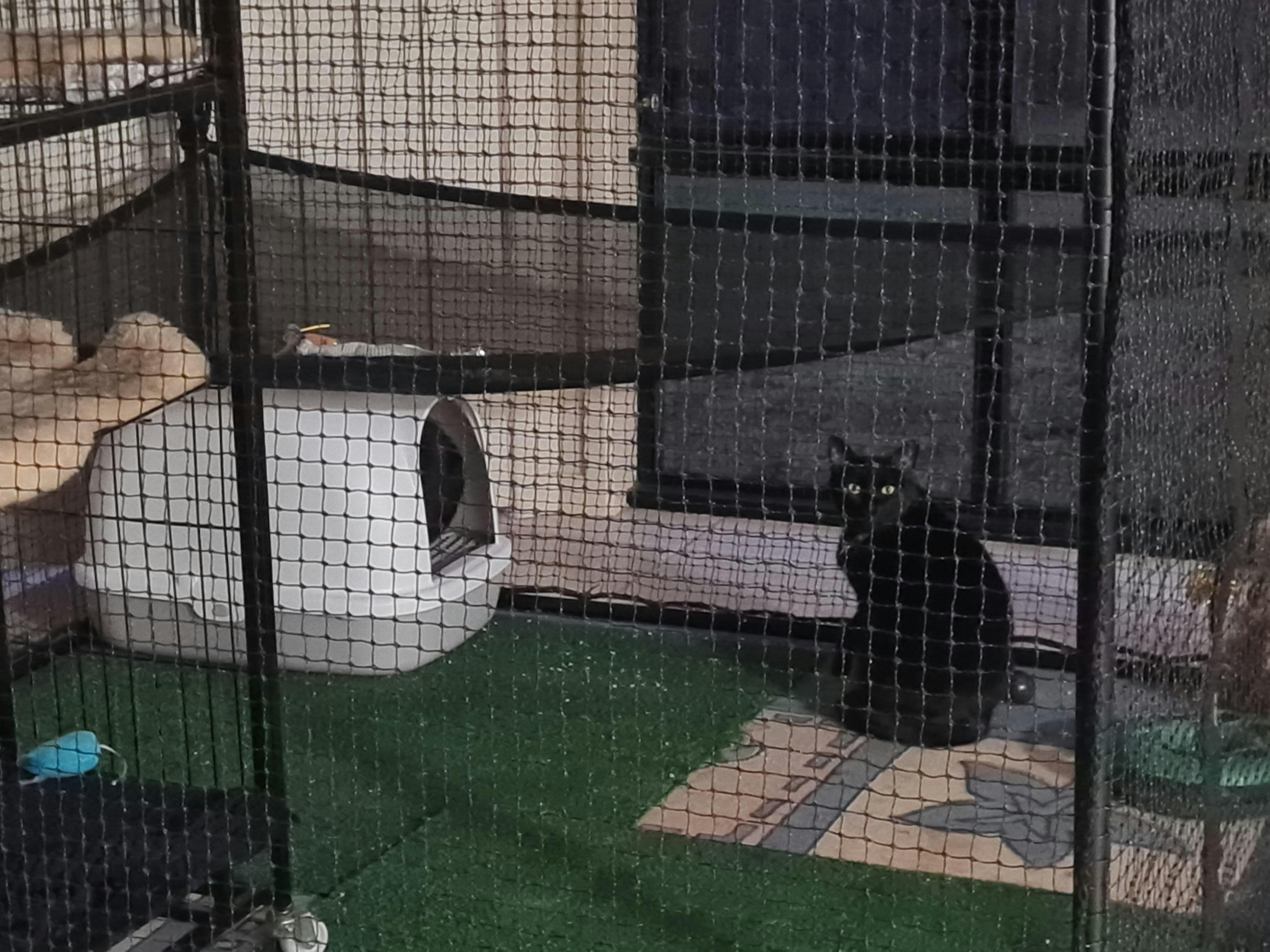 Single Size 1.8m Freestanding Cat Enclosure – Catnets