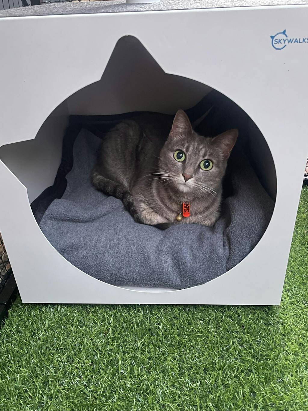 Skywalks Outdoor Cat Tree – Catnets New Zealand