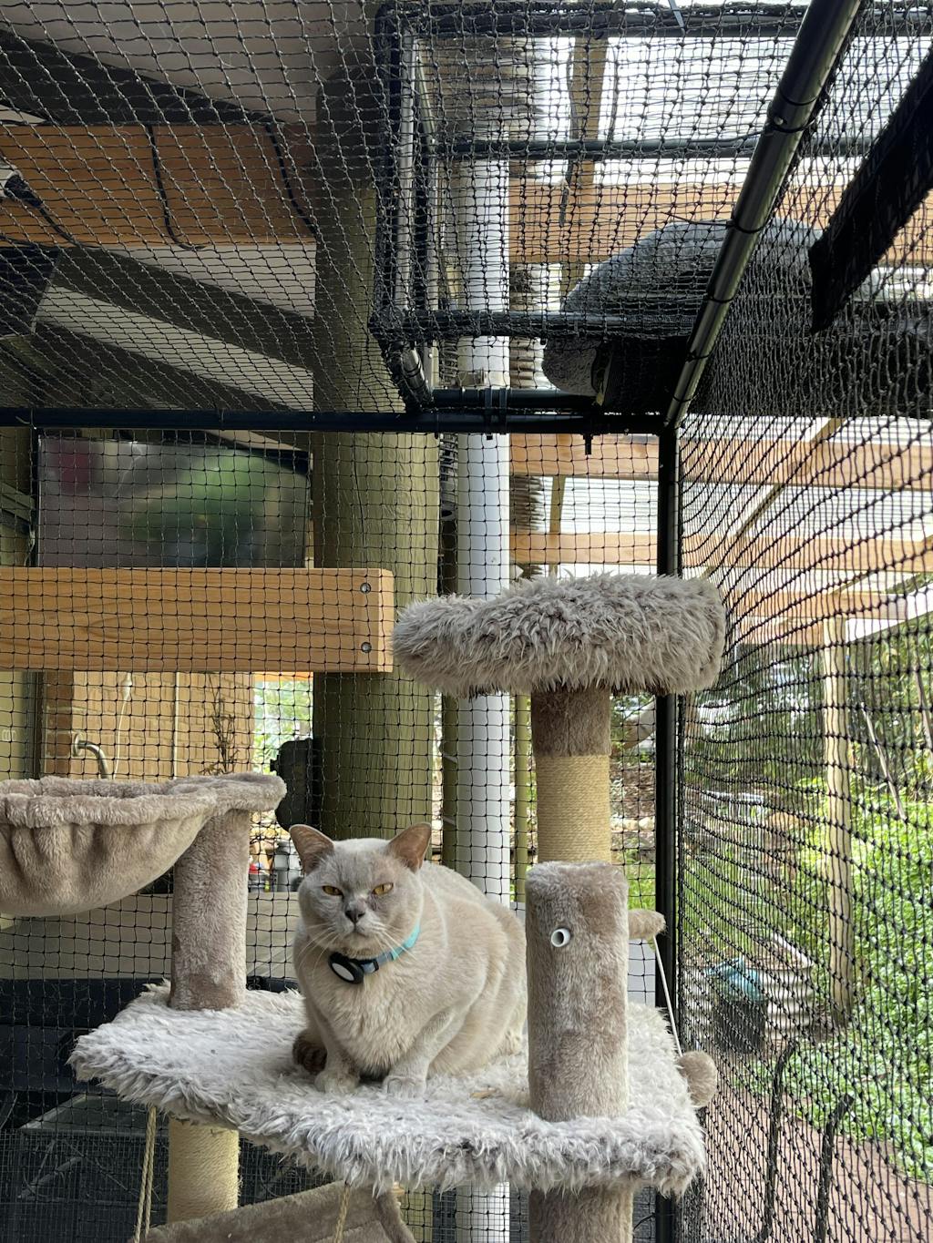 Cat Tunnel – Catnets