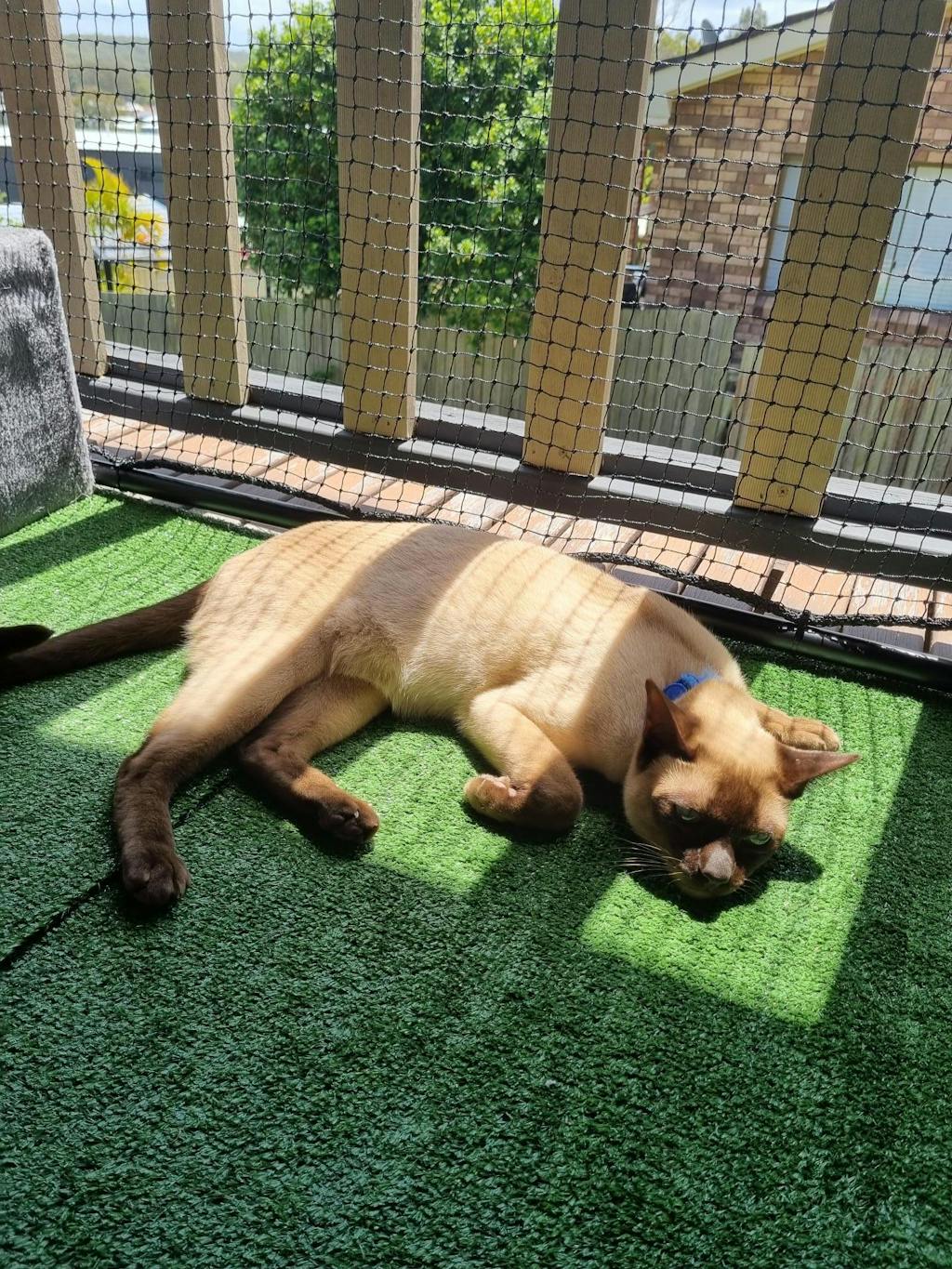 Single Size 1.8m Freestanding Cat Enclosure – Catnets