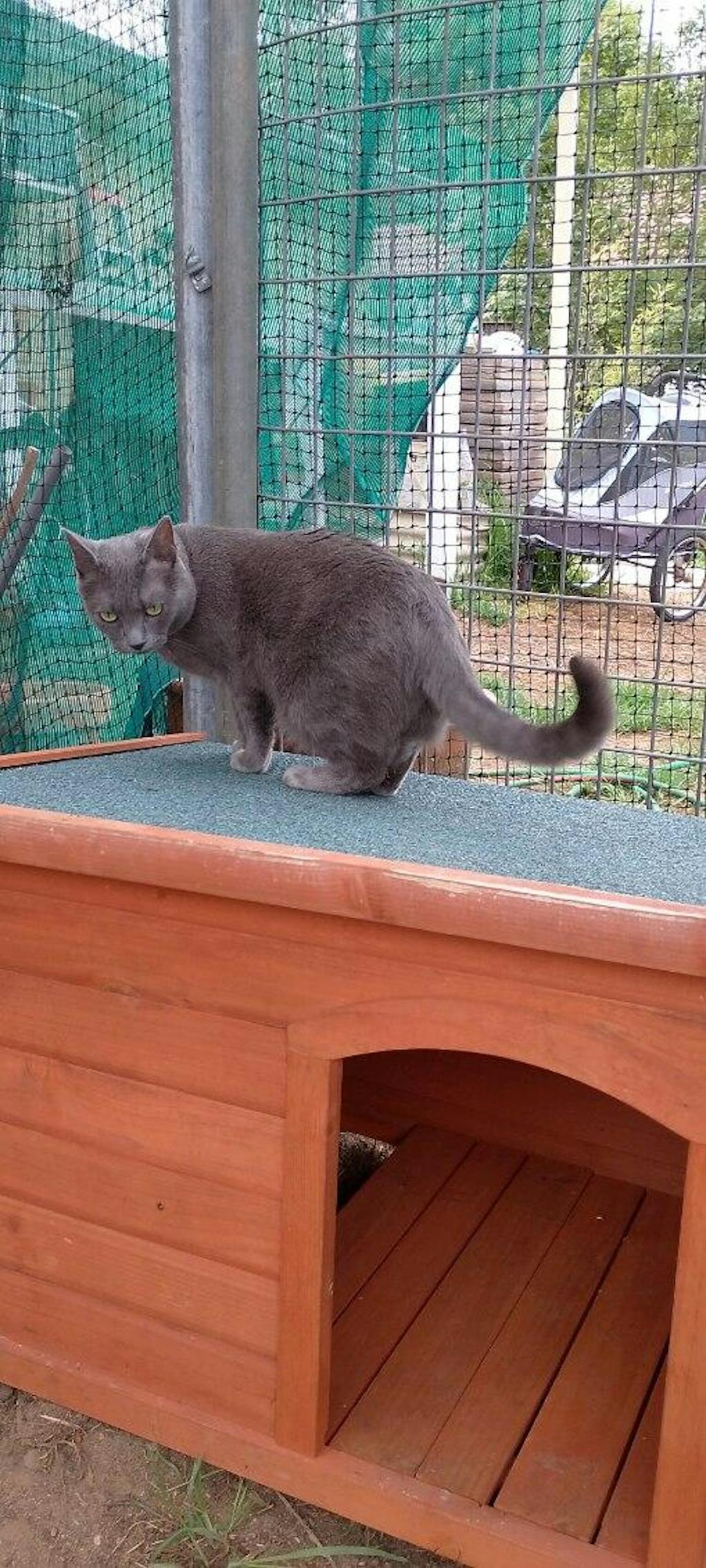 Stainless Reinforced Premium Cat Netting 25m x 3m – Catnets