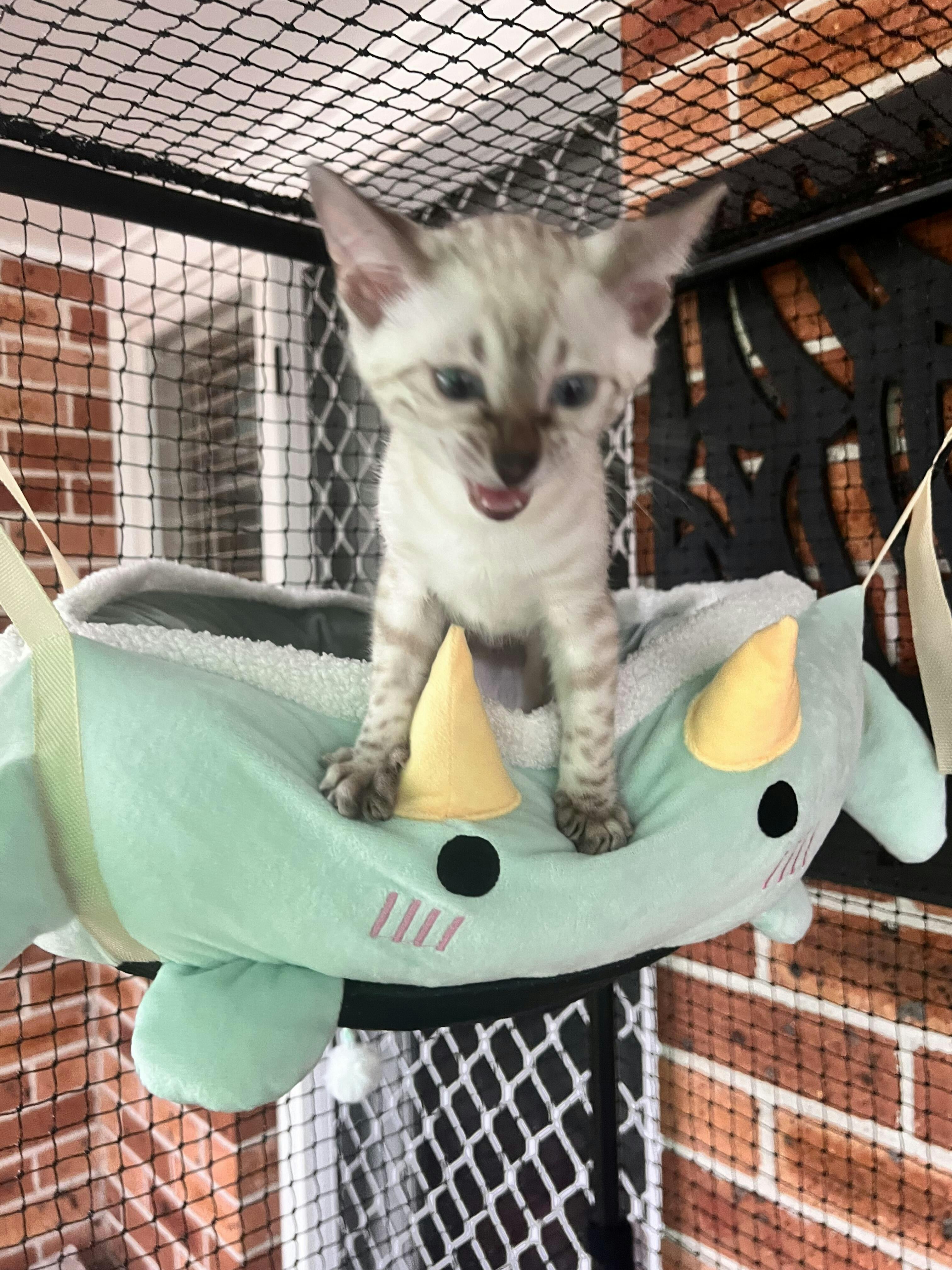 Single Size 1.8m Freestanding Cat Enclosure – Catnets