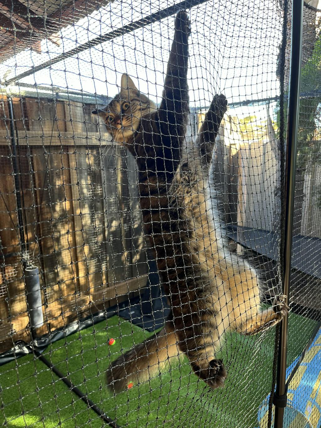 Premium Portable Cat Enclosure Double 3.6m – Catnets