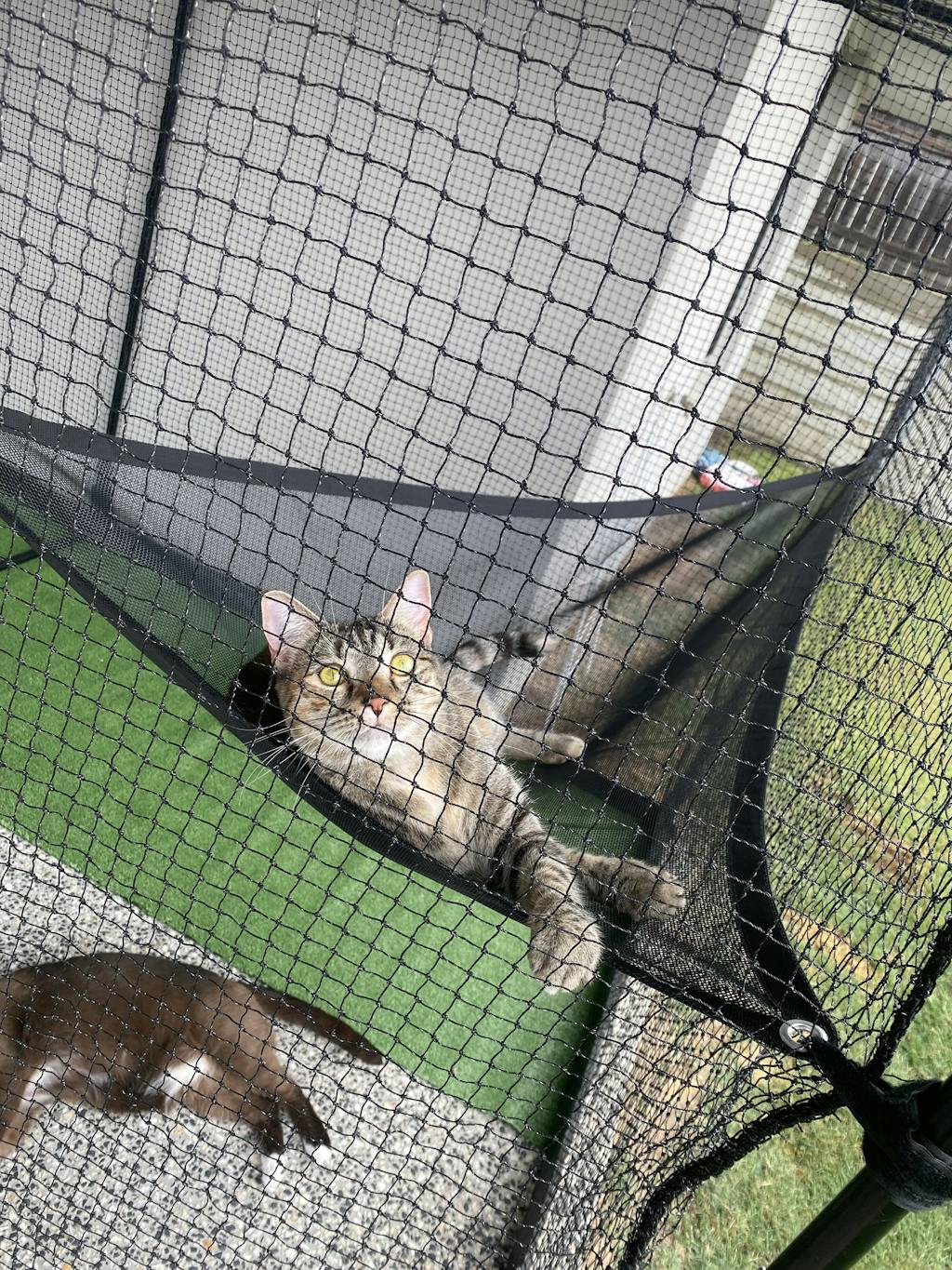 Premium Portable Cat Enclosure Double 3.6m – Catnets