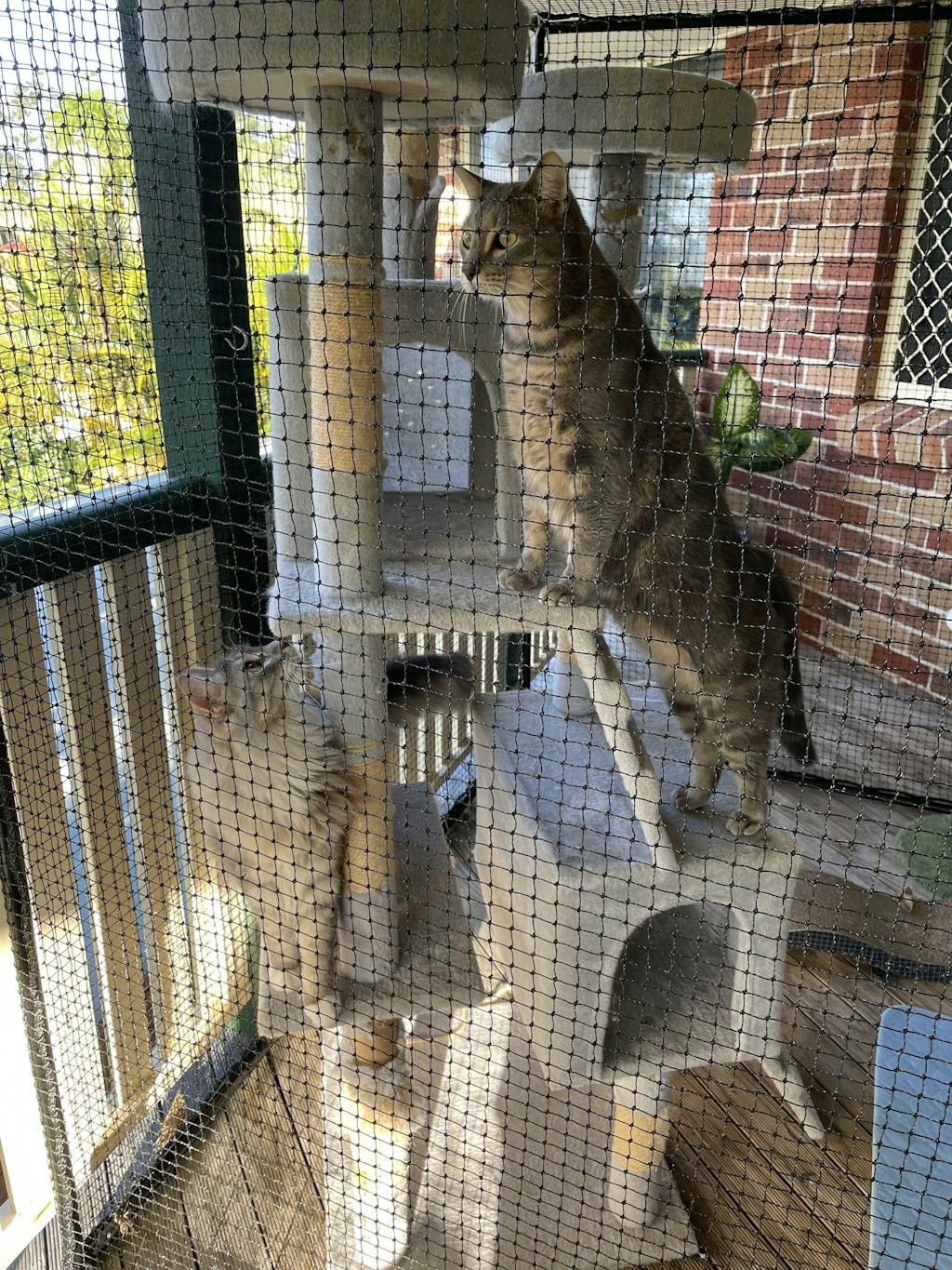 Single Size 1.8m Free-Standing Cat Enclosure – Catnets New Zealand