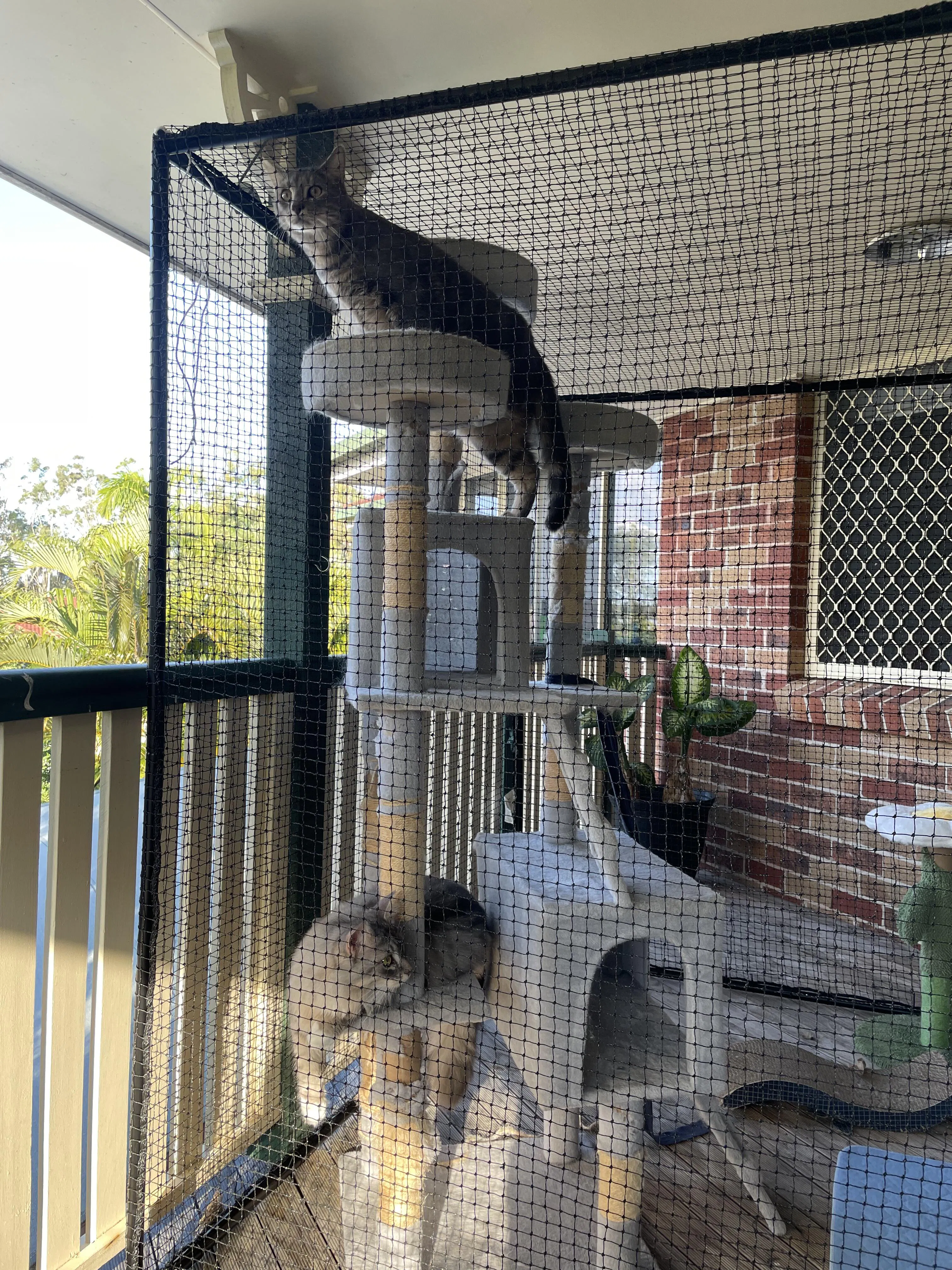 Single Size 1.8m Free-Standing Cat Enclosure – Catnets New Zealand