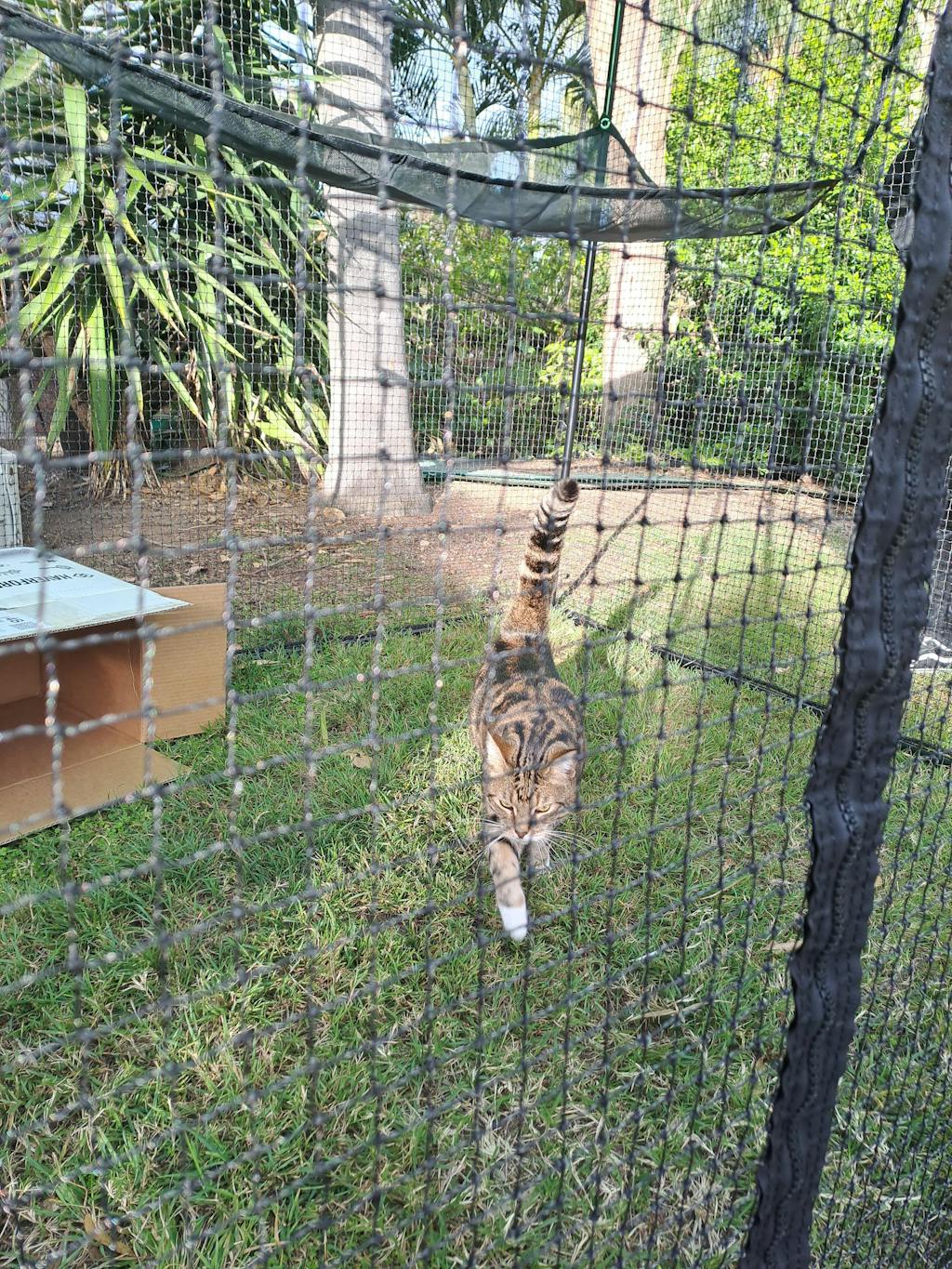 Single Size 1.8m Freestanding Cat Enclosure – Catnets